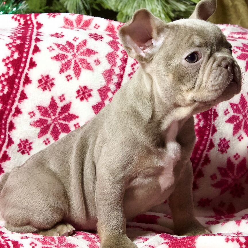 Новогодние подарки под елочку