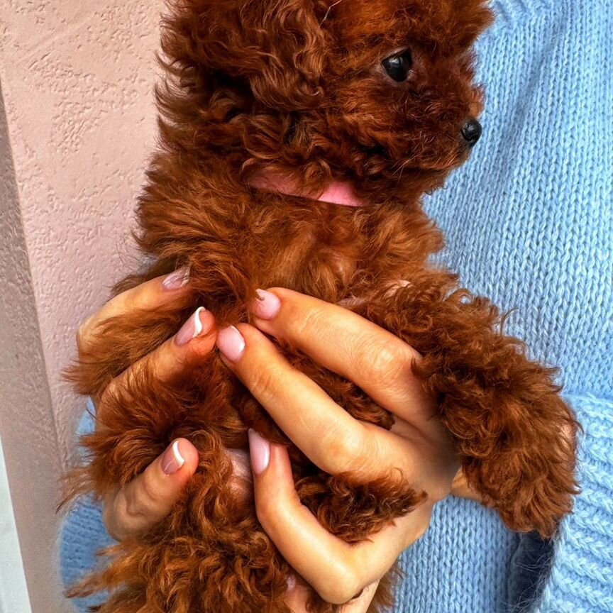 Той-пудель, щенок