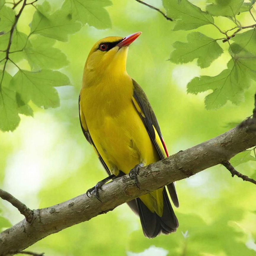 Наблюдение за птицами