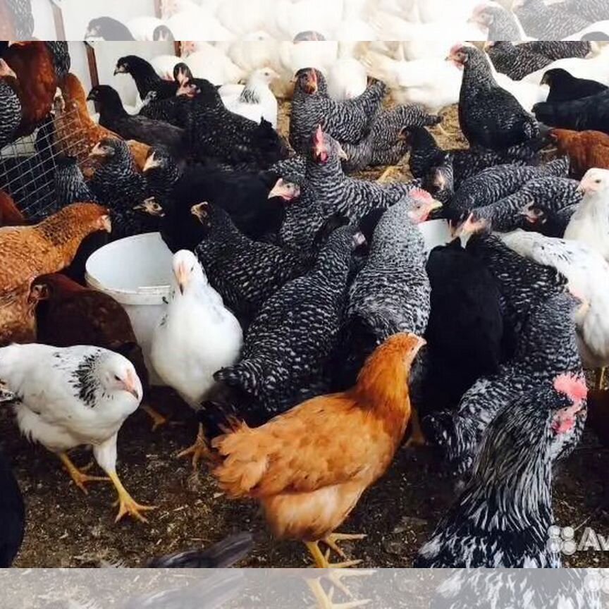 Куры доминант