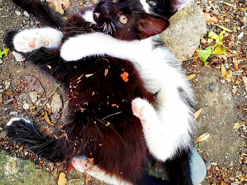 Котята ищут дом (очень ручные и ласковые)