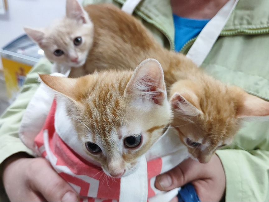 Котята в добрые руки
