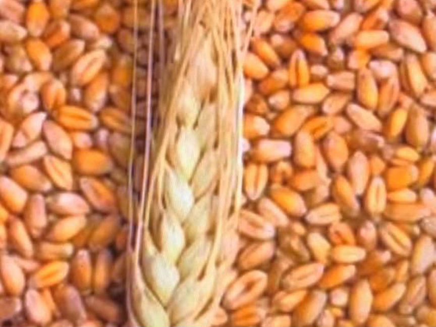 Пшеница