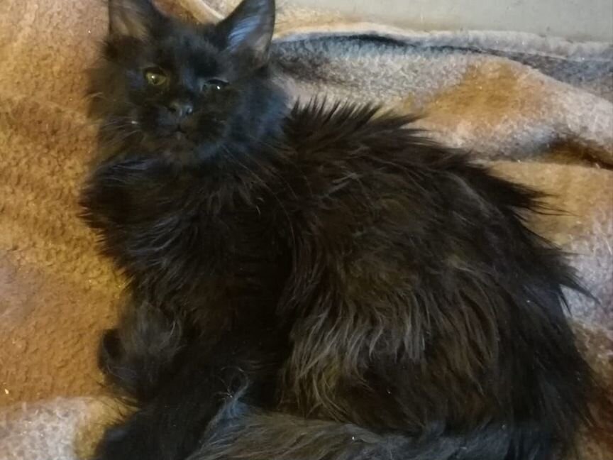Кошечка