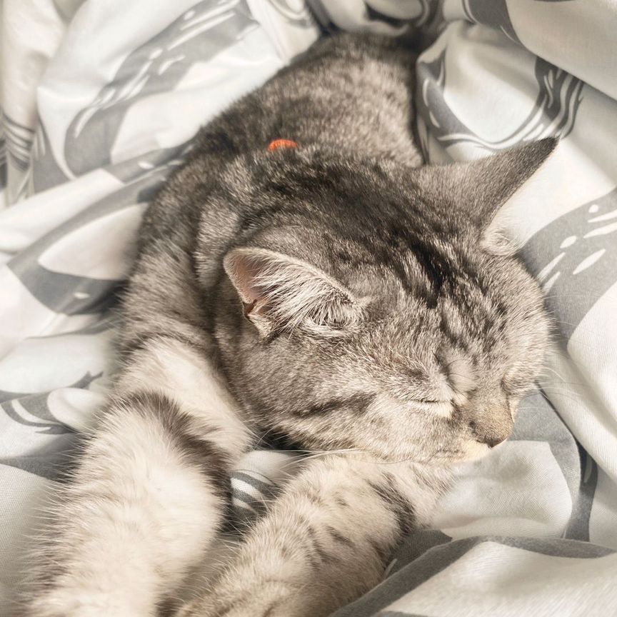 Отдам кошку в добрые руки