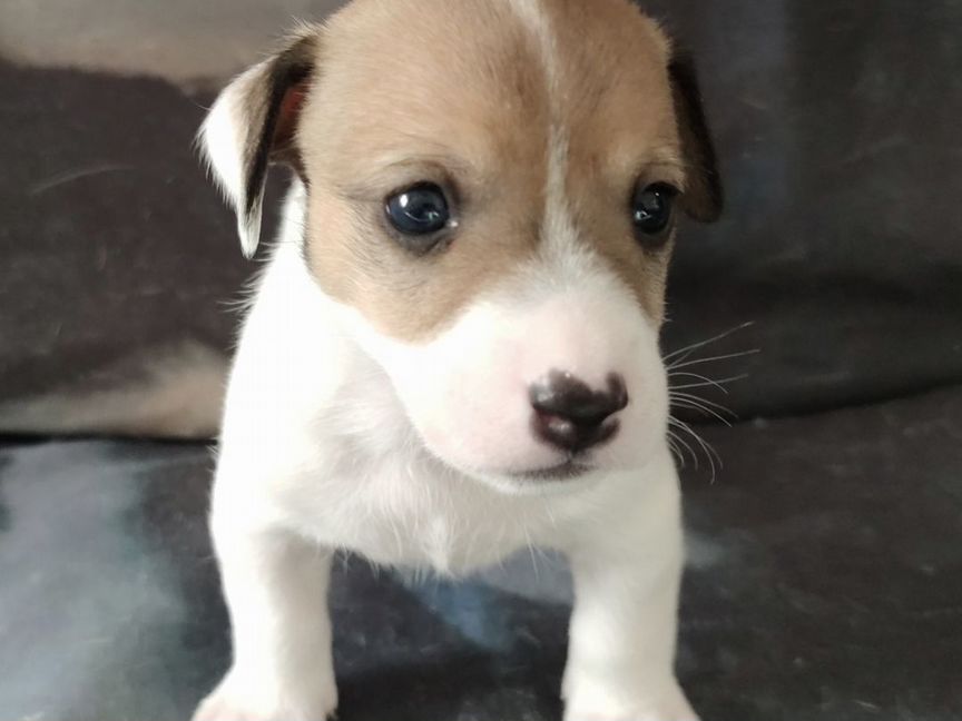 Щенки Джек Рассел терьера с документами