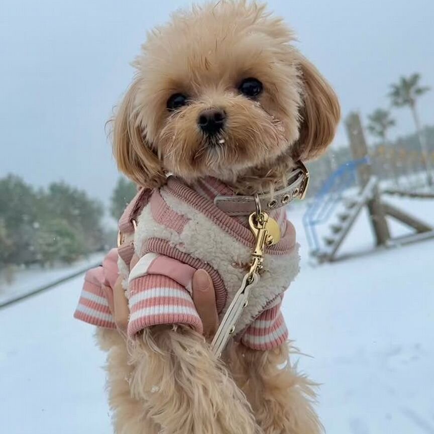 Мальтипу, щенок