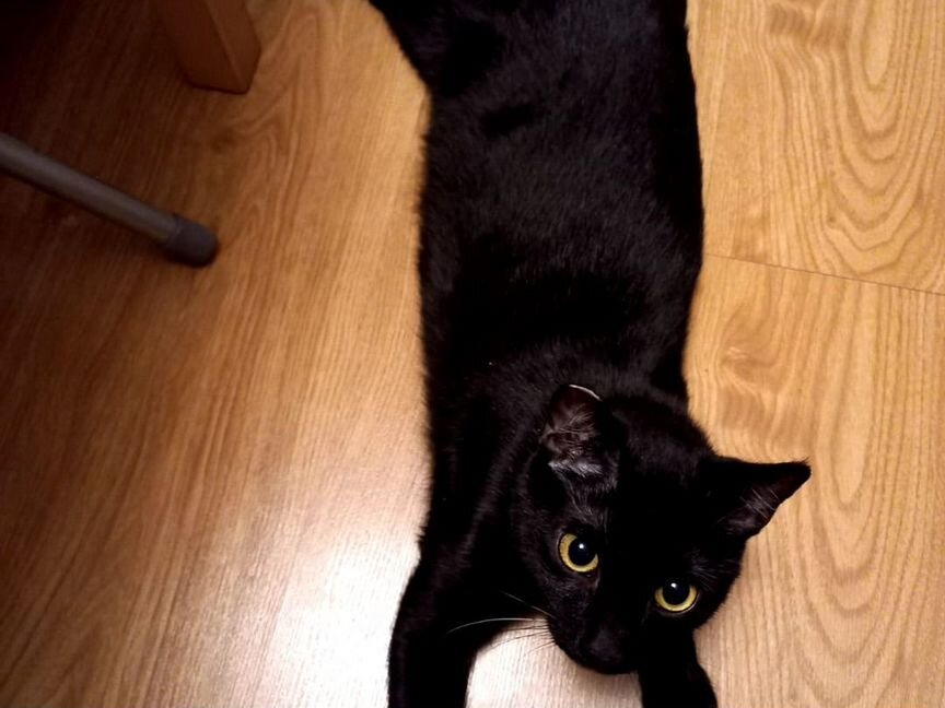 Кошка 1,5года в добрые руки