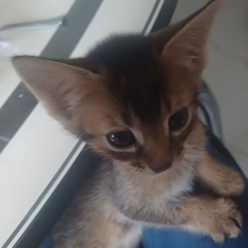 Абиссинские котята