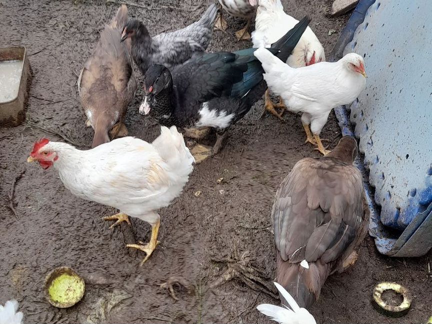 Утки, петухи