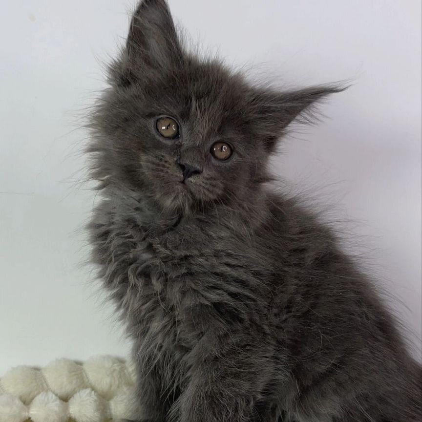 Котята мейн-кун