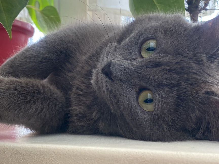 Британские котята