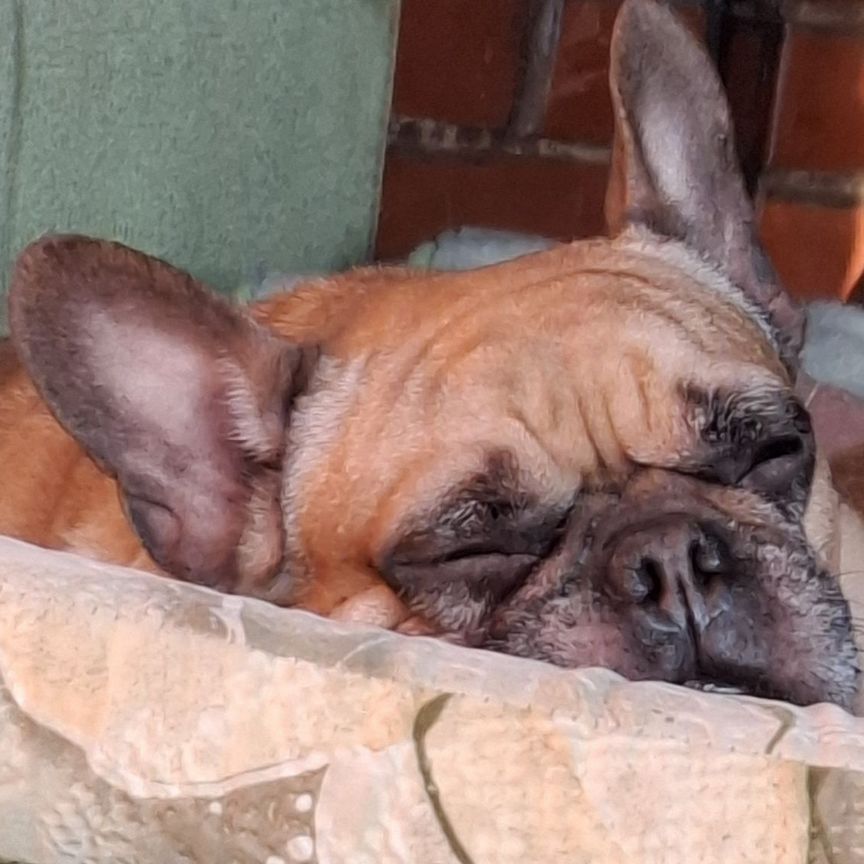 Французский бульдог, взрослая собака