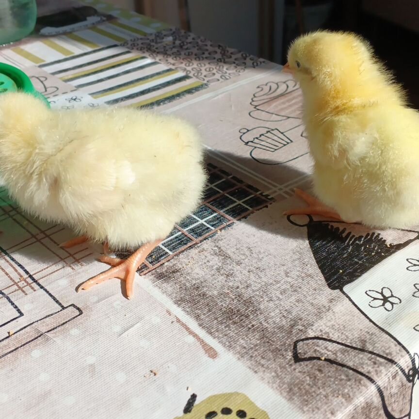 Цыплята суточные