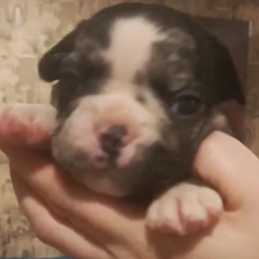 Щенок в добрые руки