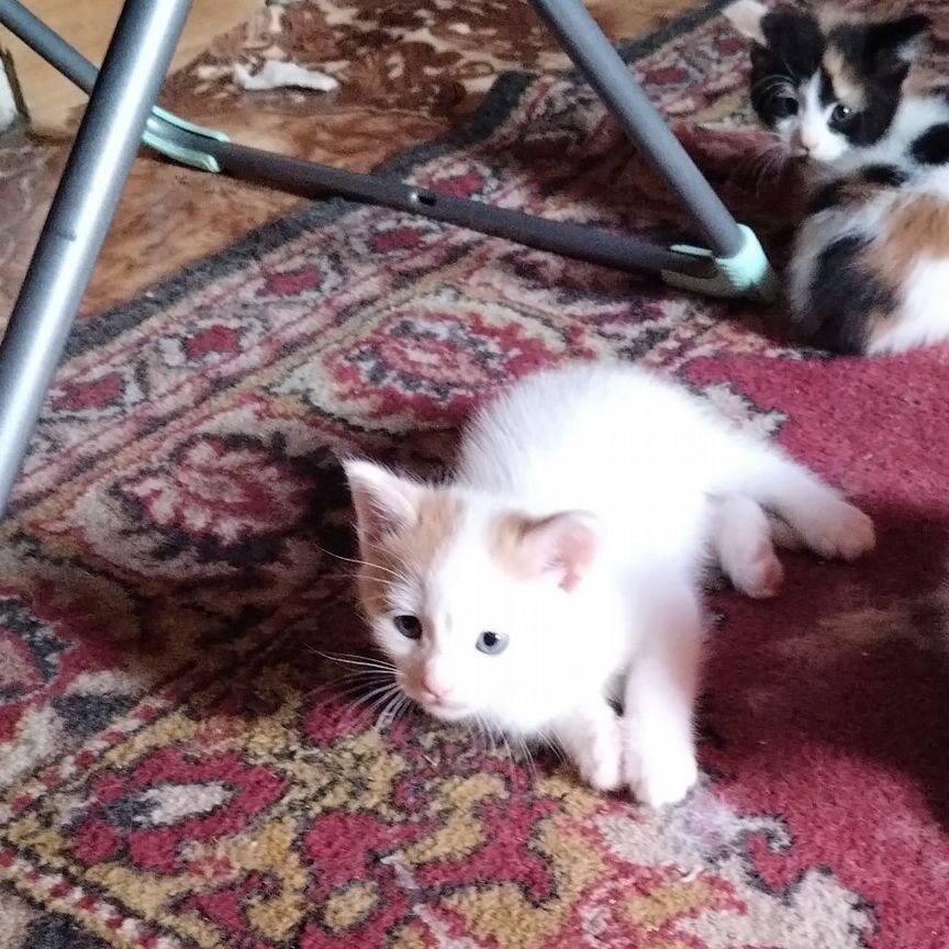 Отдам котят в добрые руки