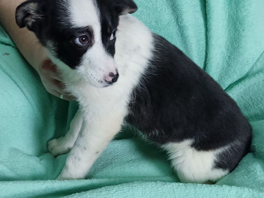 Девочка, 3 месяца