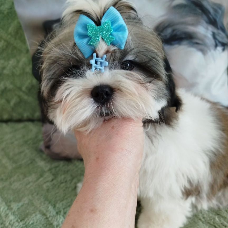 Ши-тцу, щенок