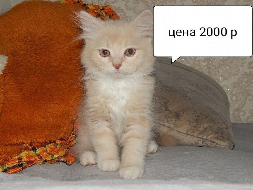 Котята от мейн-куна и бенгала