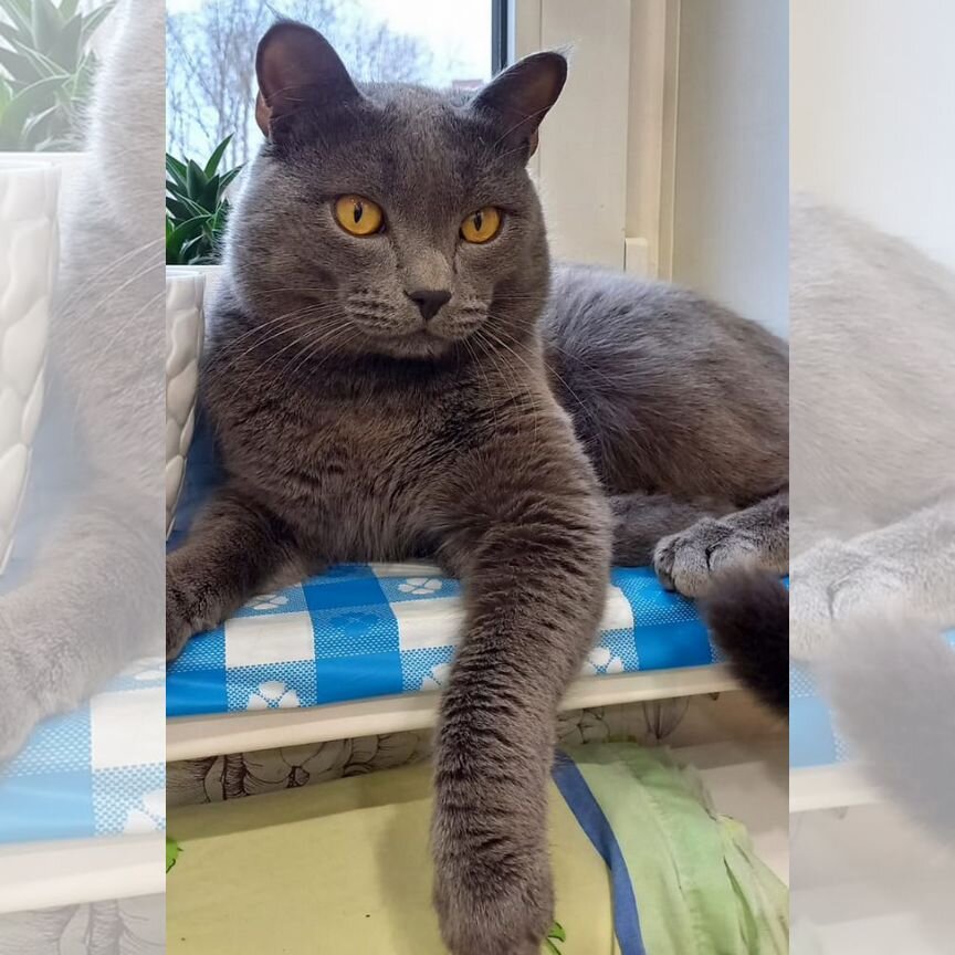 Кот кастрирован 1 год