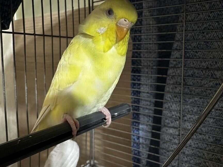 Волнистый попугай