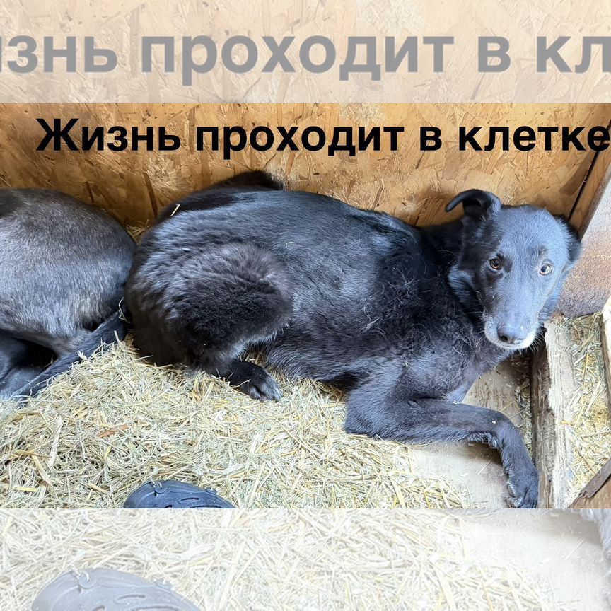 Взрослый пёс в добрые руки