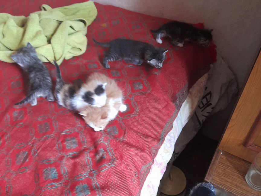 Котята в добрые руки бесплатно