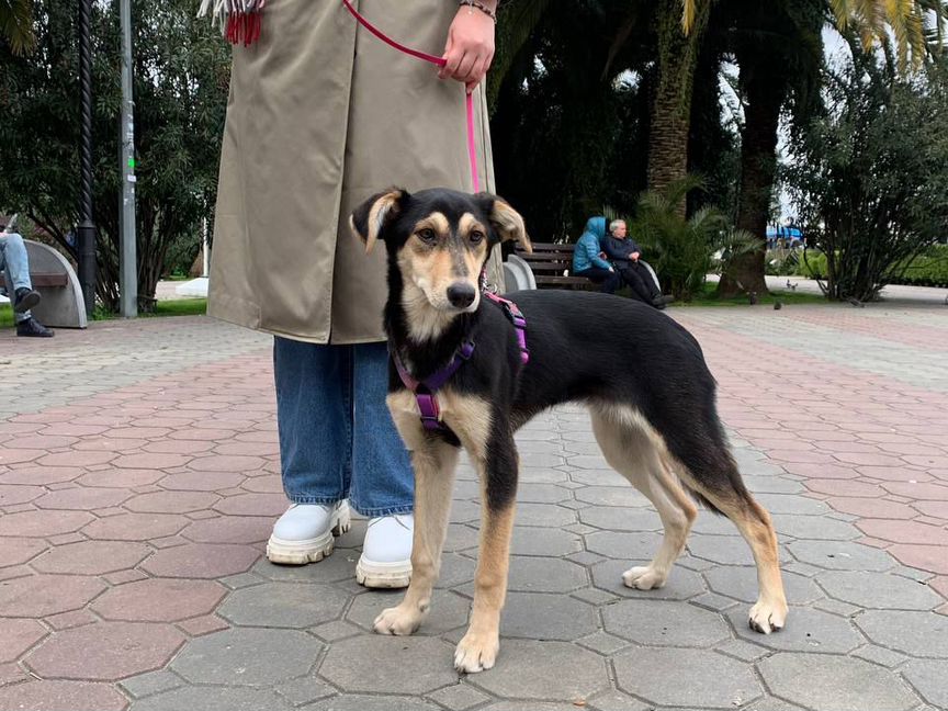 Спокойный щенок в добрые руки