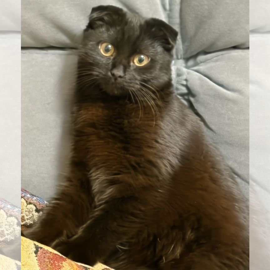 Шотландский вислоухий короткошёрстный котёнок