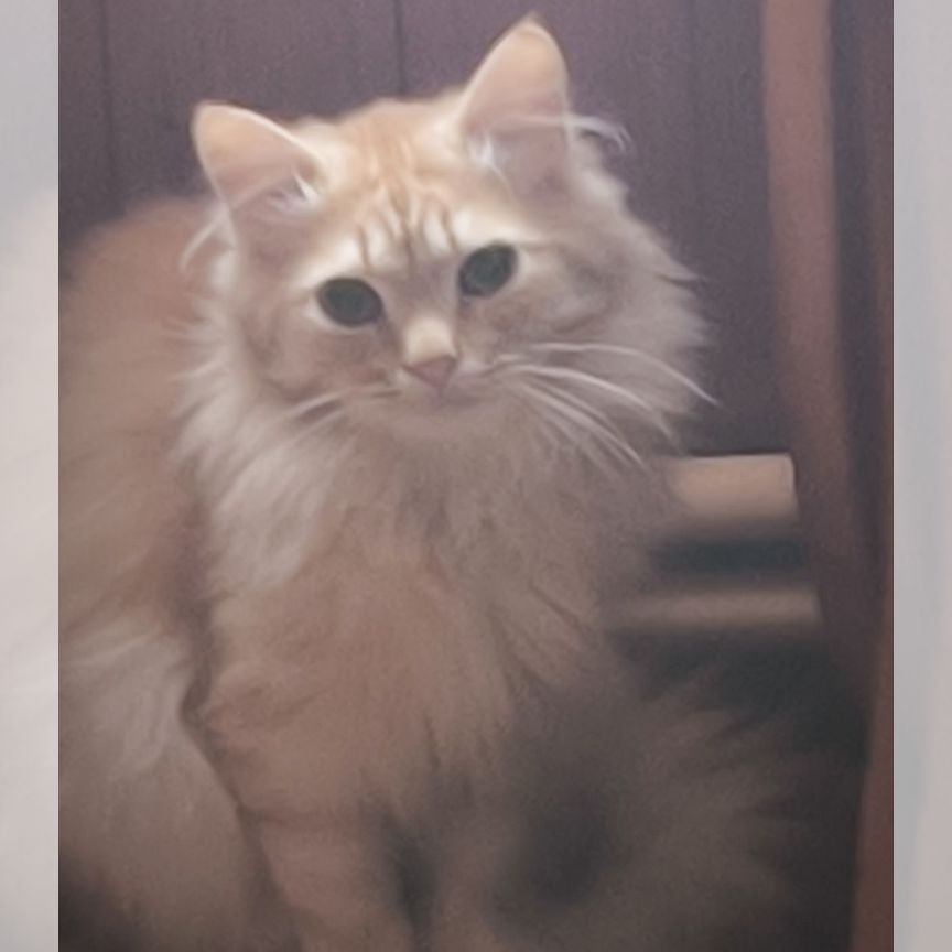 Сибирский котёнок