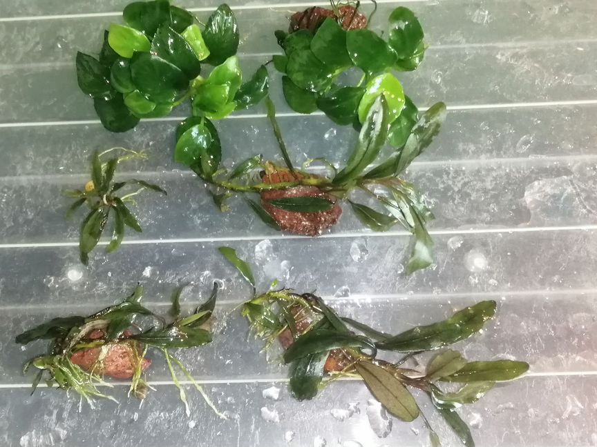 Растения для аквариума на лаве