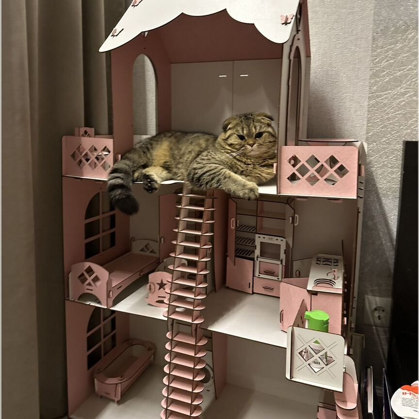 Вязка шотландец вислоухий плюшевый