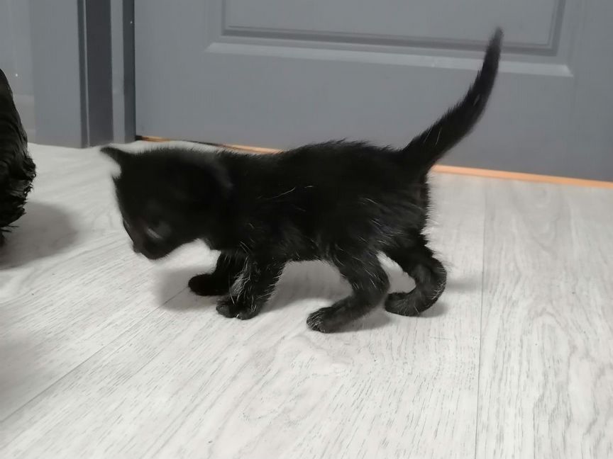 Кошка родилась 2 марта, длинноногая мама вислоухая