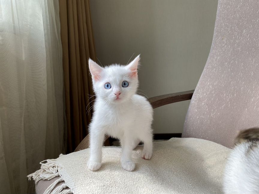 Котик манчкин (длиннолапый)