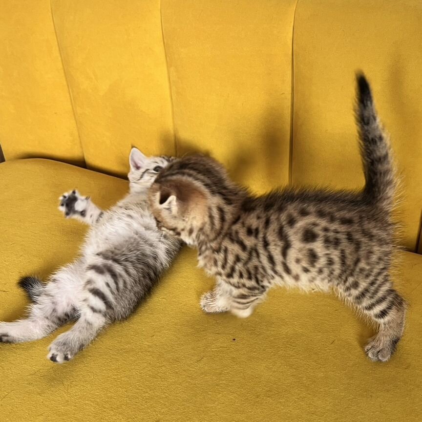 Шотландские котята