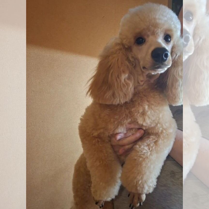 Пудель, взрослый пёс