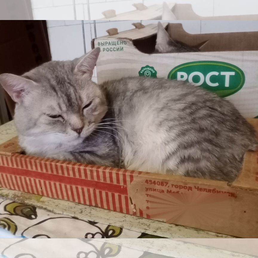 Британский длинношёрстный котёнок