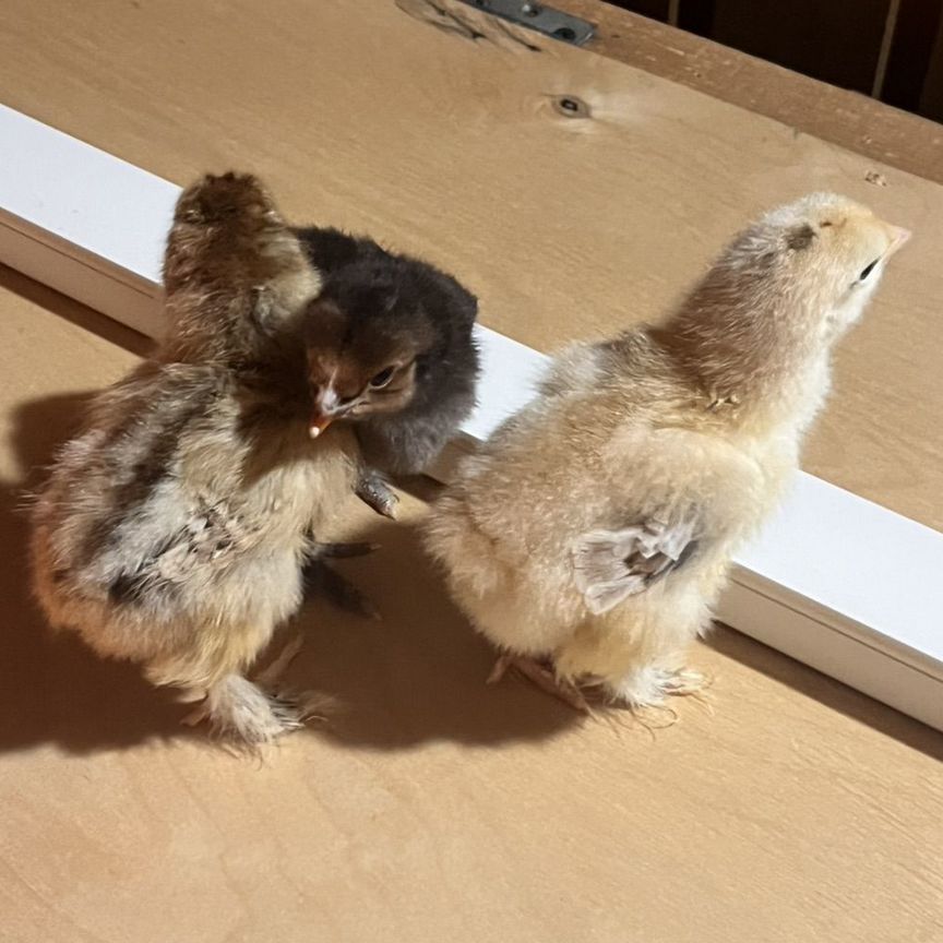 Цыплята брама