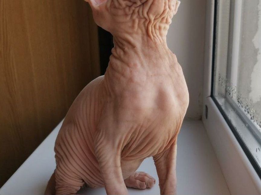 Канадский сфинкс мальчик