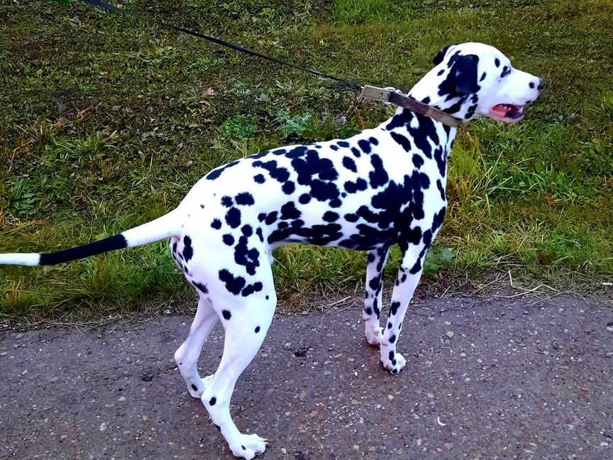 Далматинец бесплатно