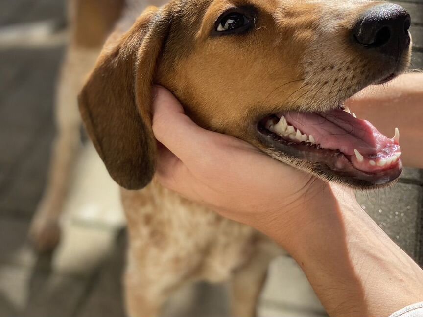 Собака в добрые руки