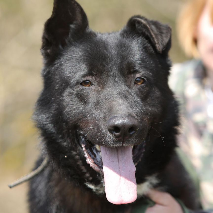 Взрослый пёс в добрые руки