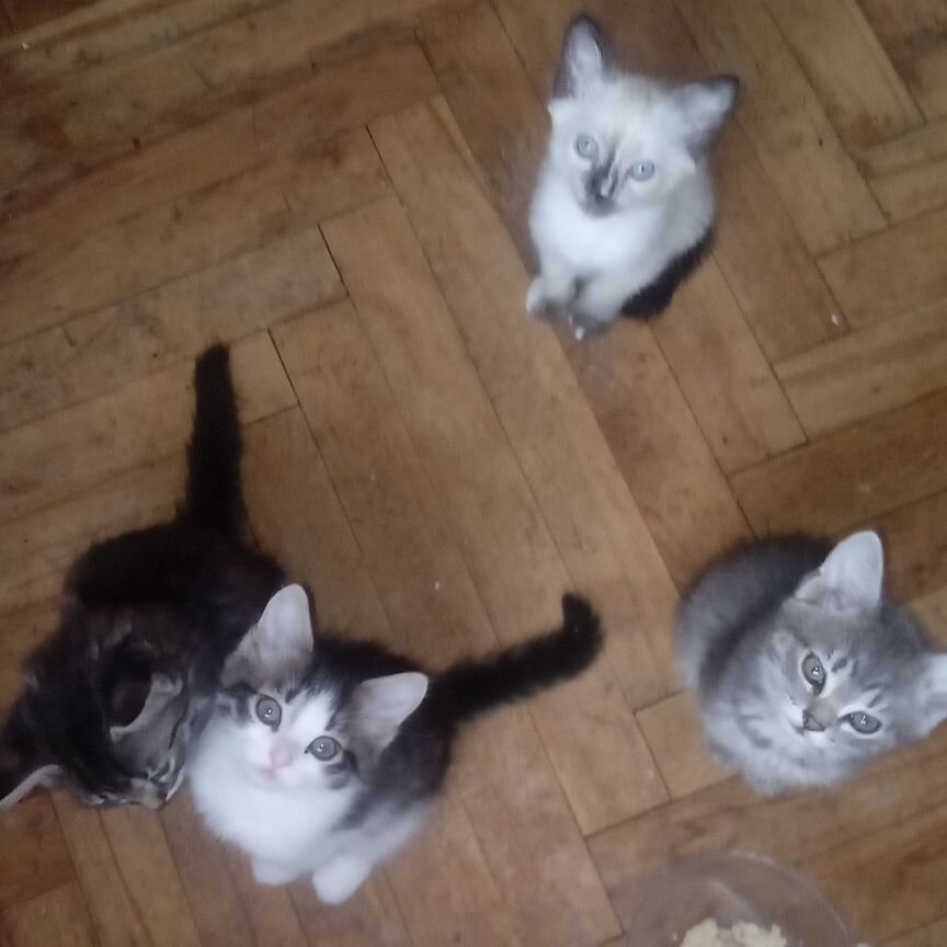 Котёнок в добрые руки