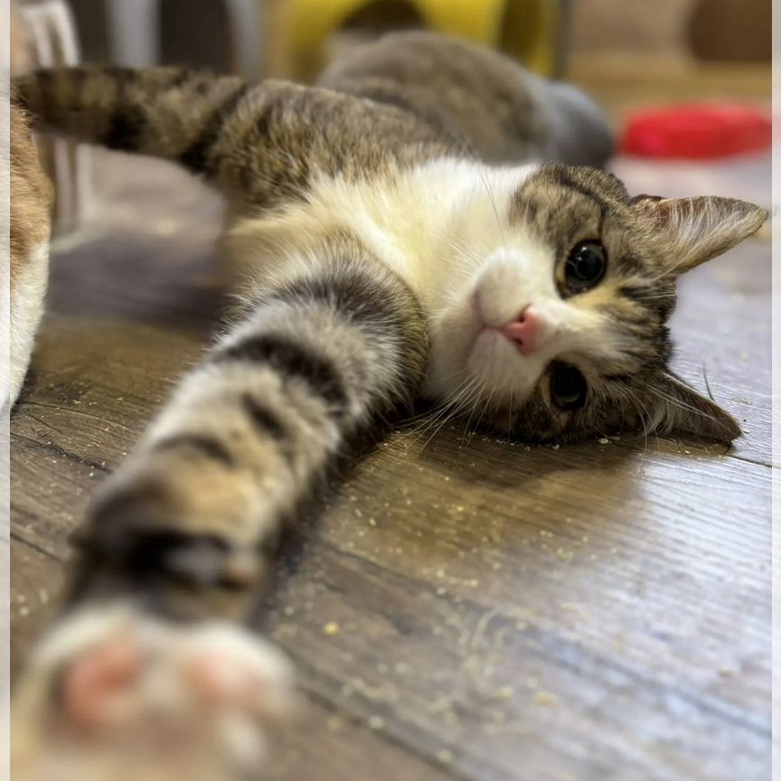 Взрослый кот в добрые руки