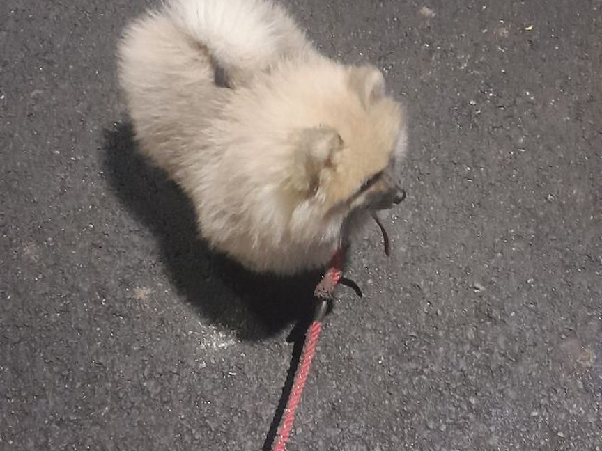 Продам шпица