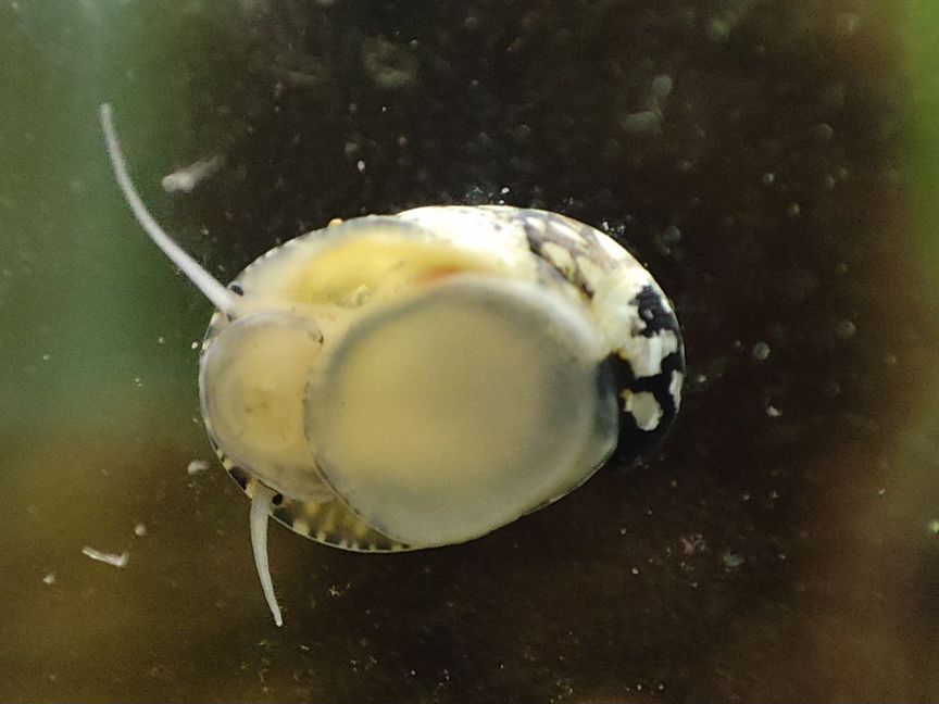 Теодоксус(домашний) + гуппи "дамбо мозаика"