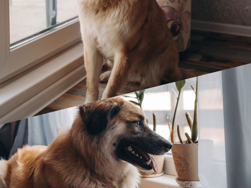 Мини Кавказская овчарка