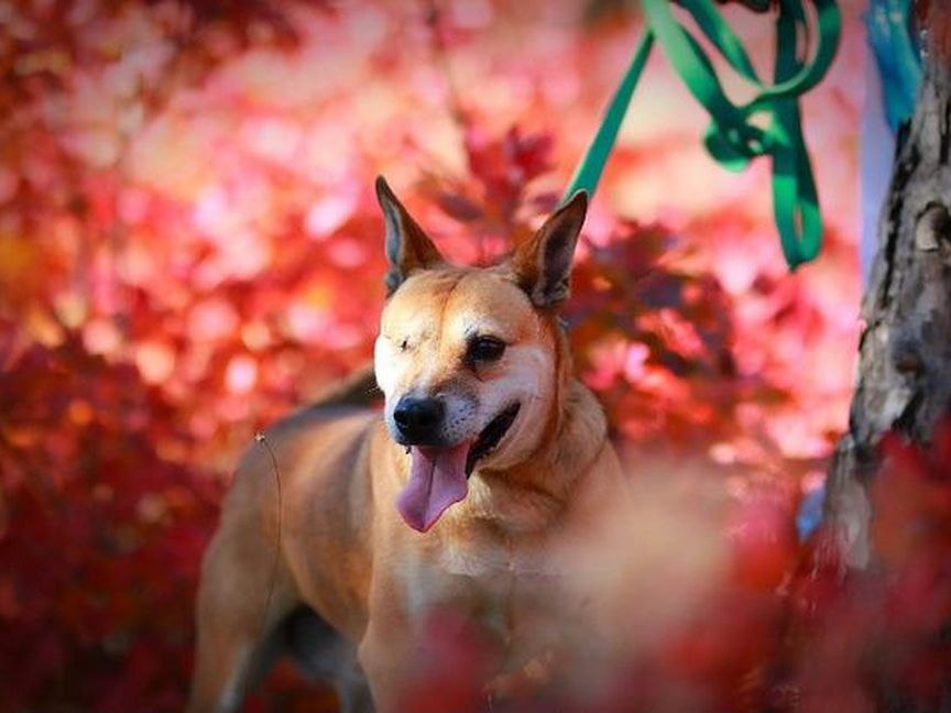 Заботливая Гретта ищет друга