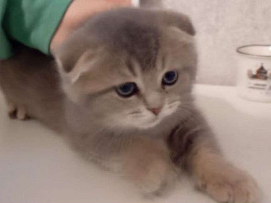 Шотландский котенок