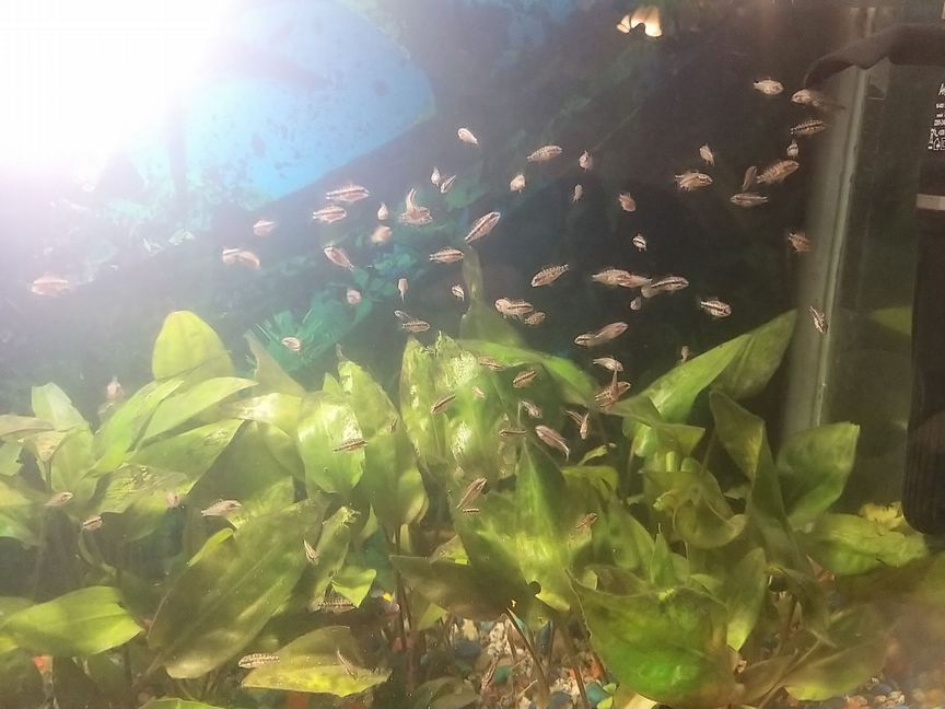 Пельвикахромис пульхера. Возраст - 2 месяца